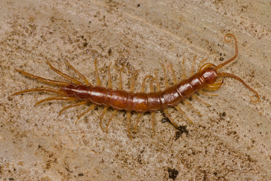 Duizendpoot - Natuurvertelsels