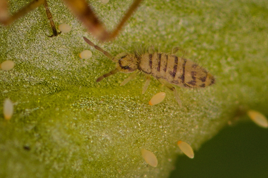 Andere langwerpige springstaarten - Natuurvertelsels