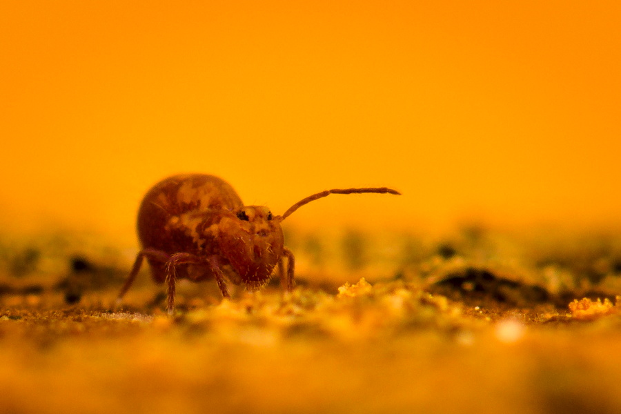 Paarsrode bolvormige springstaart - Natuurvertelsels