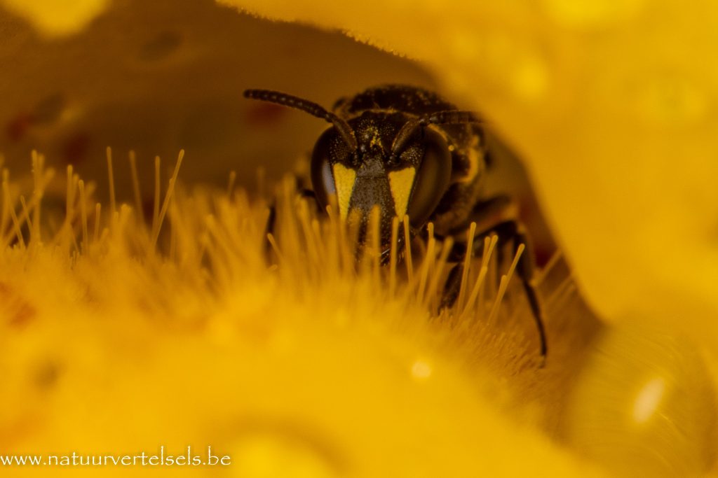 Solitaire bijen - Natuurvertelsels