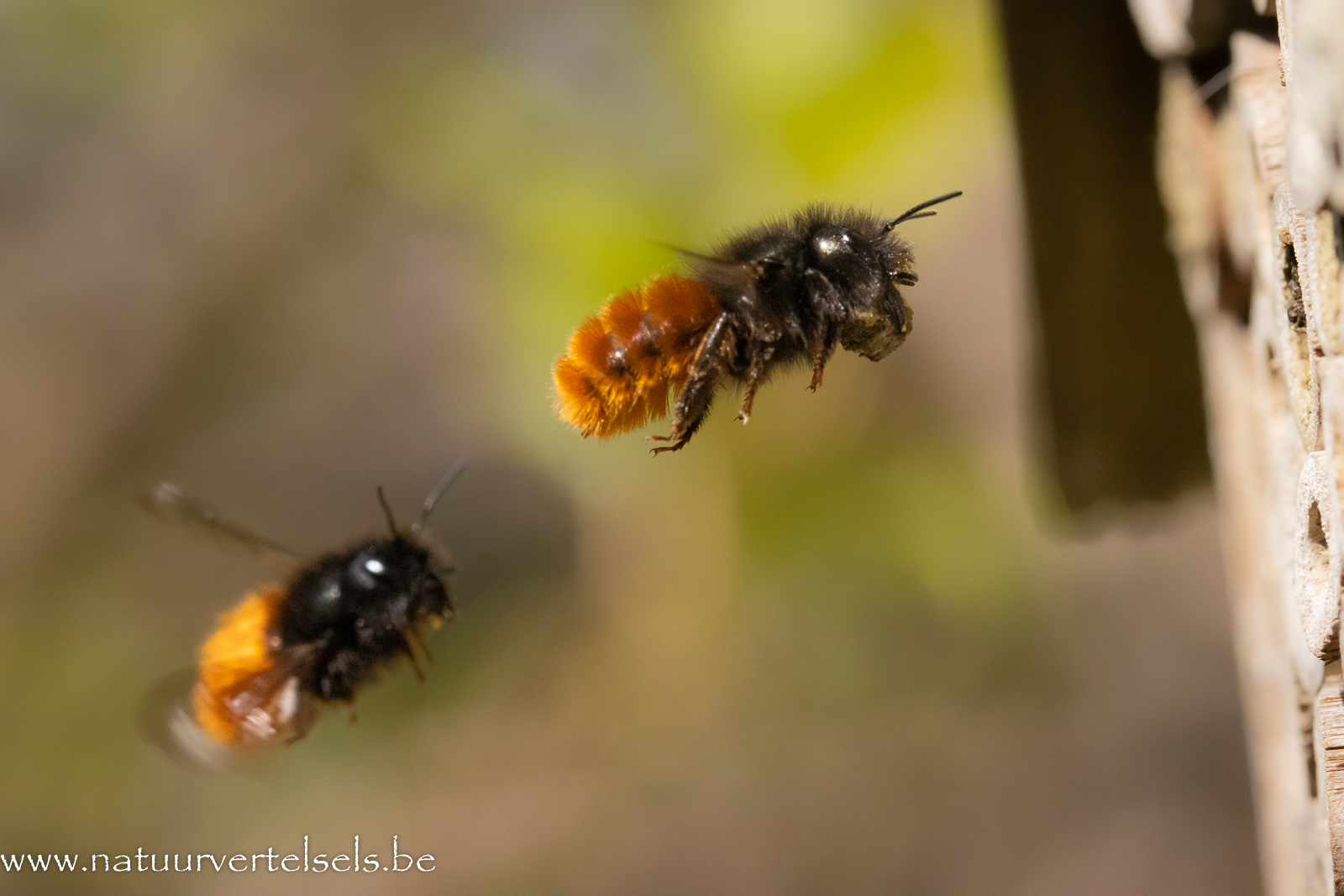 Wat voor lekkere aardbijen zijn me dat zeg! - Natuurvertelsels