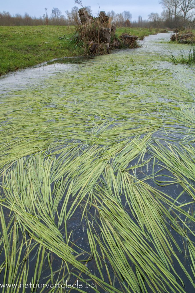 Mannagras (Glyceria fluitans) - Natuurvertelsels
